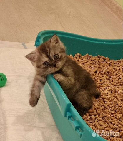 Британские котята