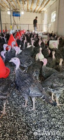 Индюшата подрощенные