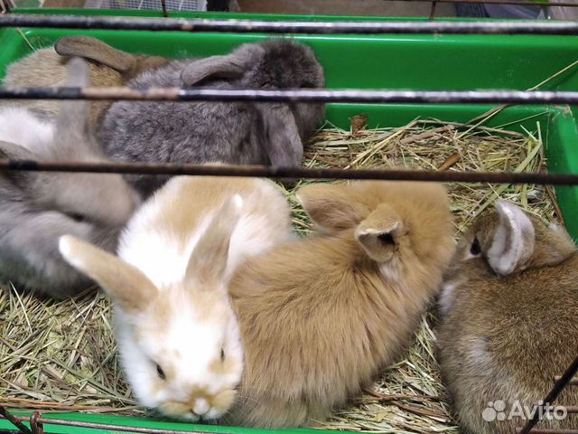 Декоративные кролики вислоухие карликовые