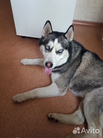 Найдена Хаски