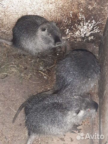 Нутрии серебро