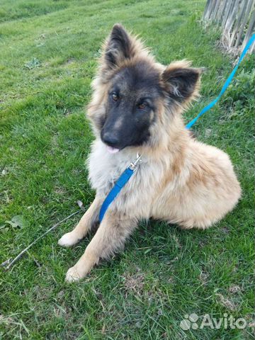 Метис бельгийской овчарки в добрые руки