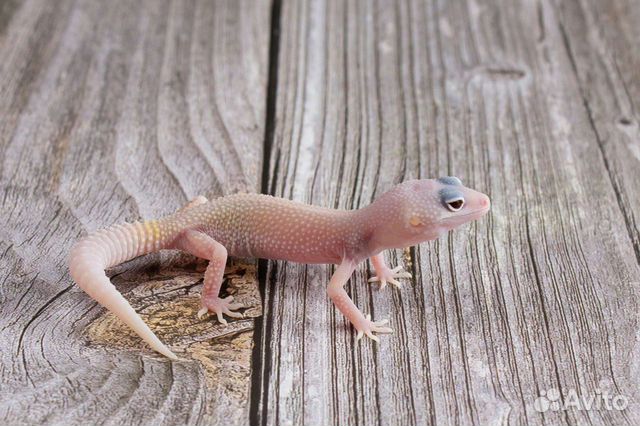 Эублефар самка