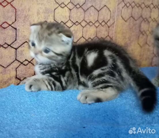 Шотландские вислоухие котята
