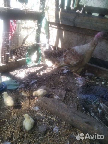 Индюки индюшата