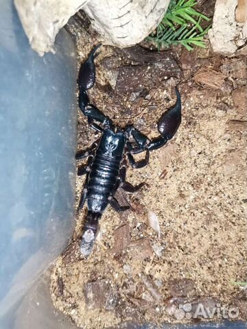 Скорпион Heterometrus (гетерометрус)