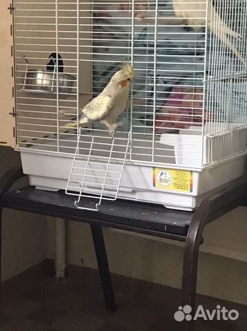 Попугай корелла девочка