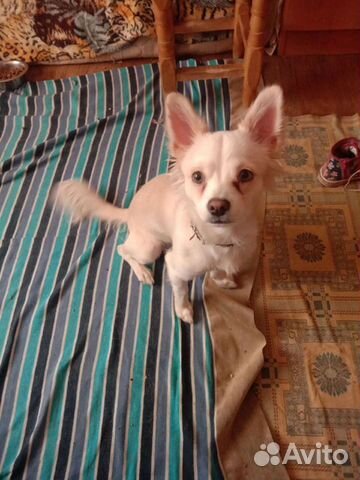 Щенок чихуахуа