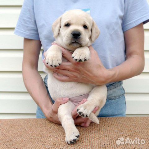 Щенок лабрадора ретривера