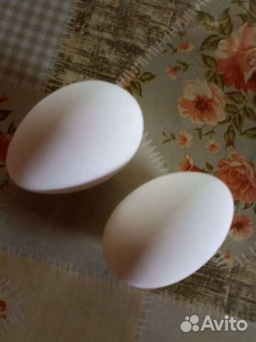 Яйцо гусиное