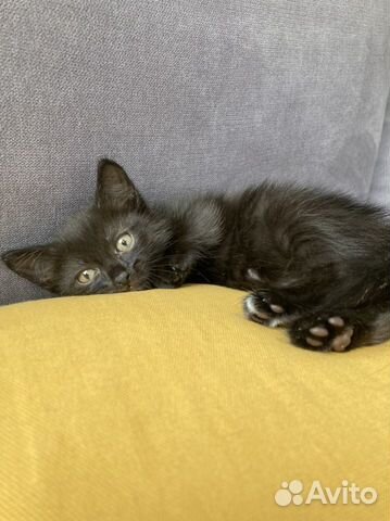 Котик в добрые руки