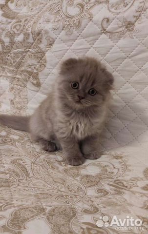 Шотландская вислоухая кошка