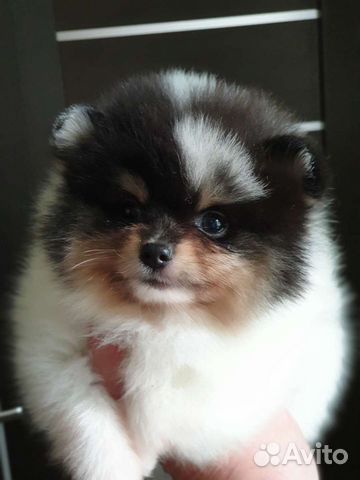 Померанский шпиц мини