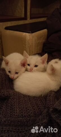 Котятки ищут дом