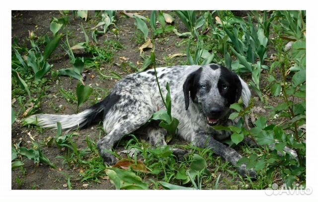 Метис русского спаниеля