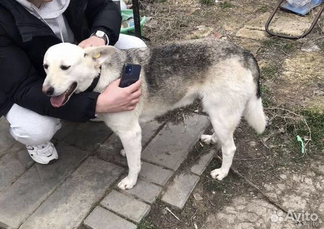 Собака в добрые руки