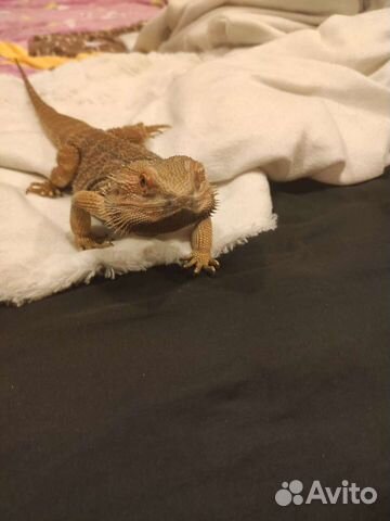 Бородатая агама