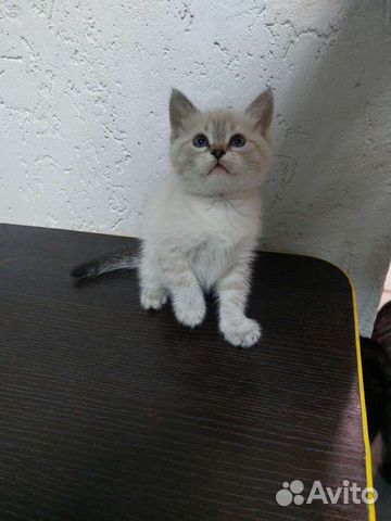 Шотландская вислоухая котята