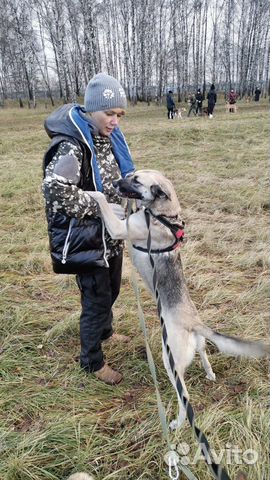 Собака Рада мечтает о семье