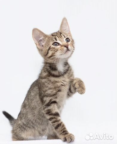 Европейская полосатое счастье