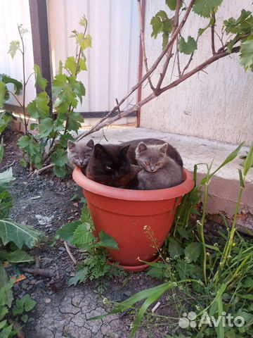 Меняю котенка на шоколад Аленка :)