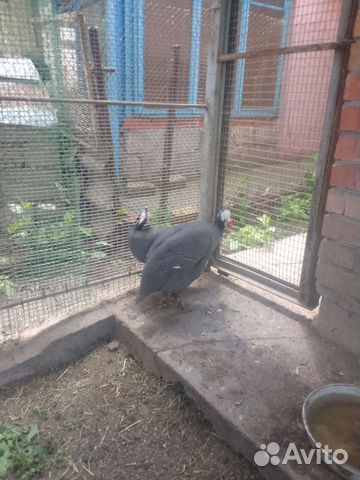 Куры цесарки