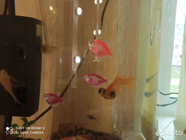 Аквариумные рыбки