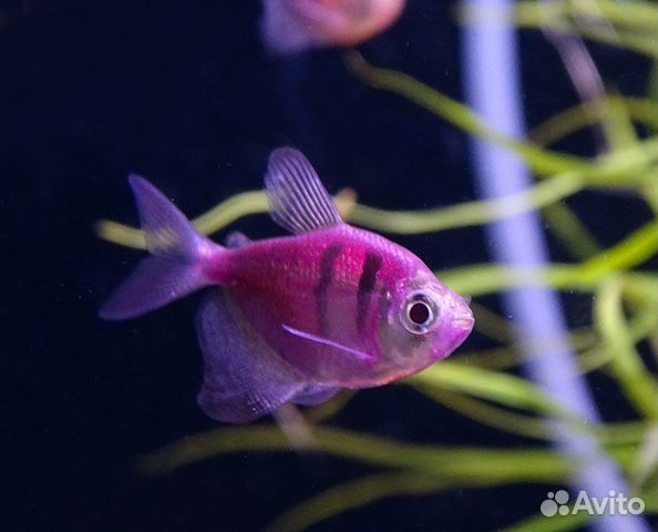 Тернеция оптом