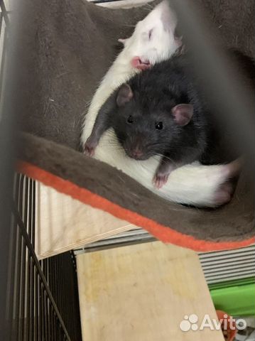 Декоративная крыса дамбо