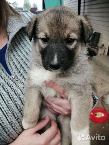 Собаки бесплатно щенки