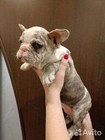 Редкий окрас. Щенки. Французский бульдог