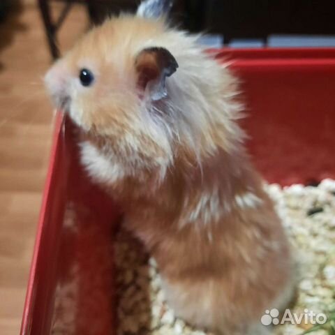 Сирийский хомяк бесплатно