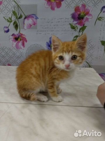 Рыжий красавчик