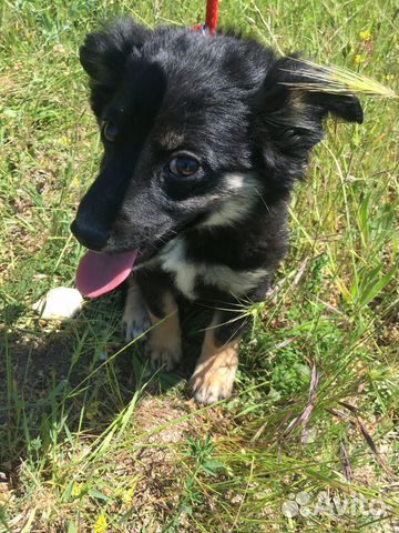 Щенок бесплатно