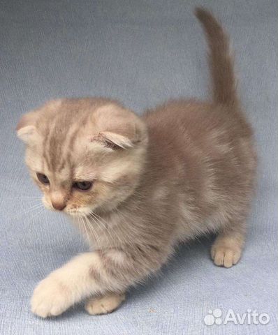 Шотландские вислоухие котята
