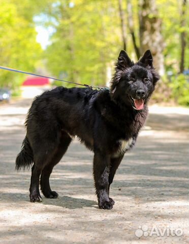 Щенок мальчик Майк 6 мес