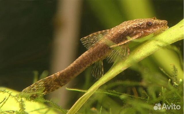 Отоцинклюс негрос