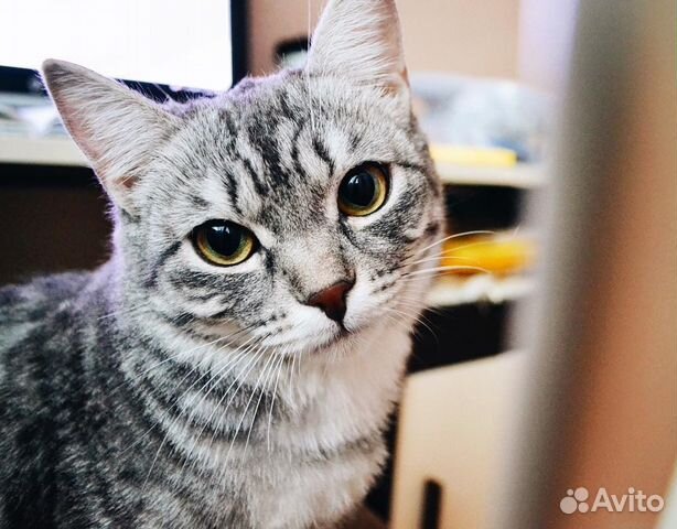 Кот в добрые руки
