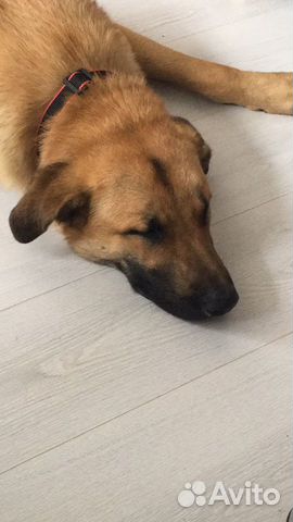 Отдам щенка в добрые руки