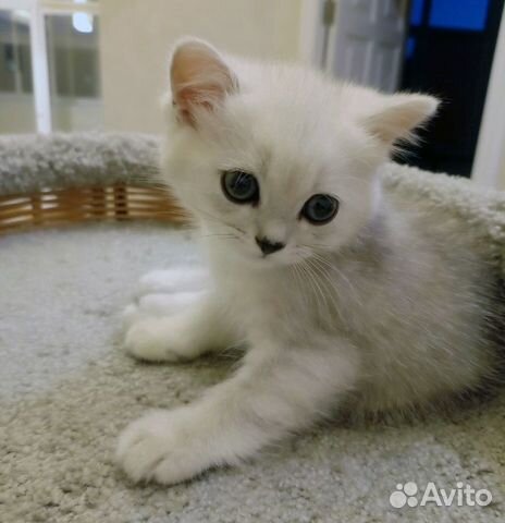 Клубный котёнок британец с документами