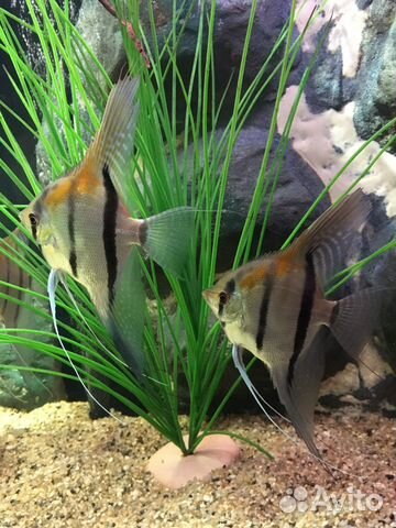 Скалярии манакапуру пара