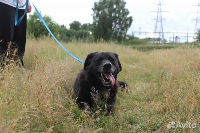 Прости что я без породы