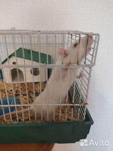 Крыса домашняя