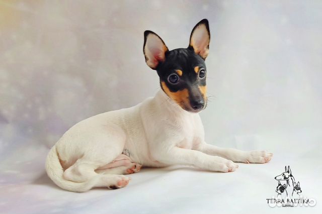 Мальчик той-фокса (амертой)