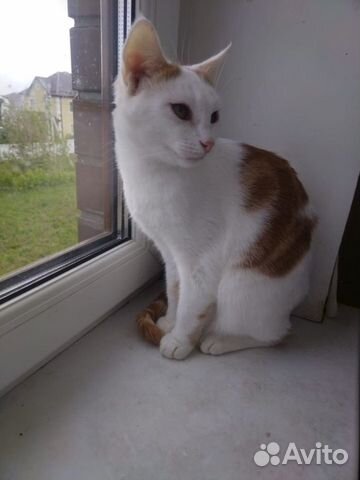 Кошечка молодая