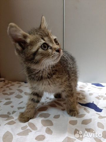 Полосатик ищет дом