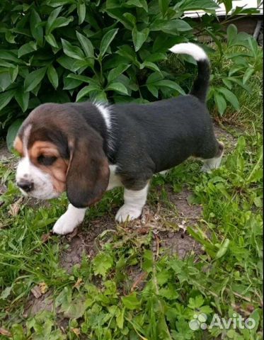 Собаки щенки бигль