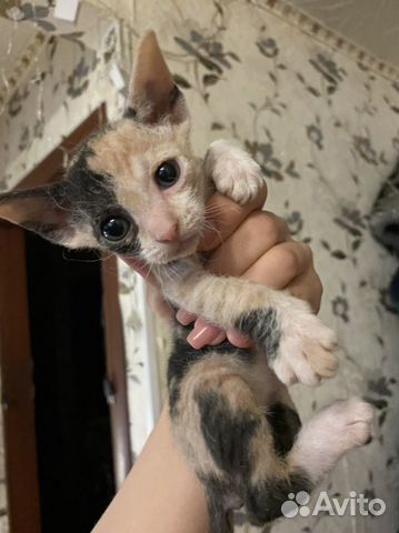 Котёнок(девочка) канадский сфинкс(браш)