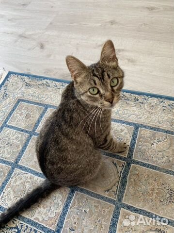 Найдена маленькая киса