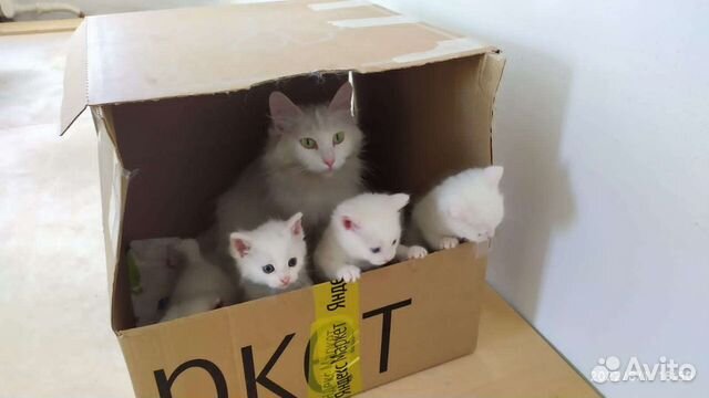 Котята белые Турецкая ангора